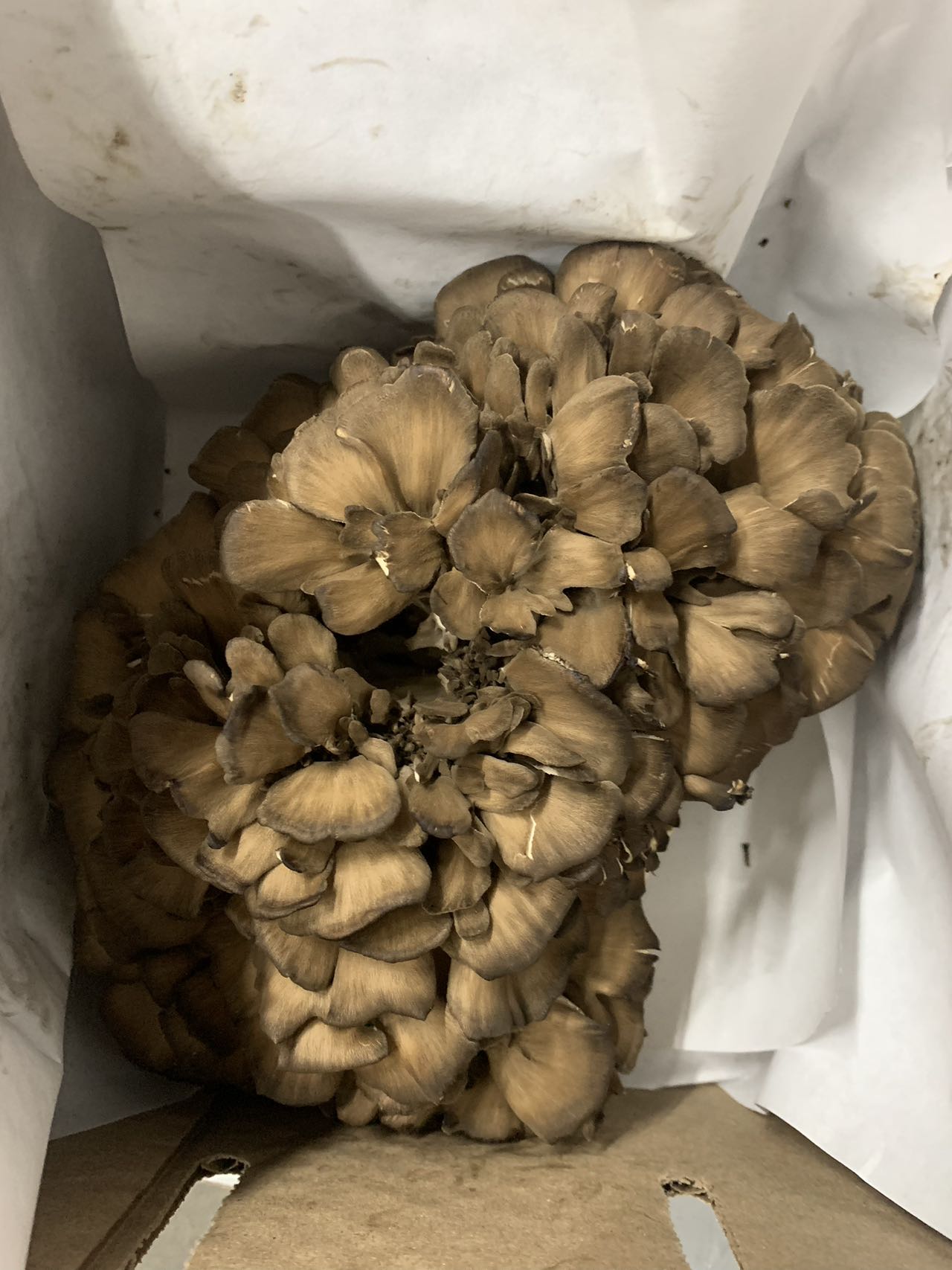 【CANADA】 ORGANIC EXTRA LARGE MAITAKE MUSHROOM 有機 舞茸 3LB/ BOX – HANAMARU ...